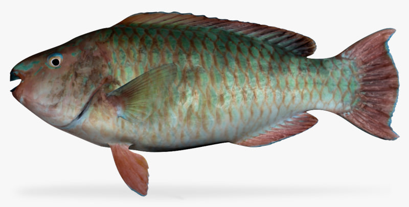 modelo 3d Pez loro arcoiris - TurboSquid 1099213