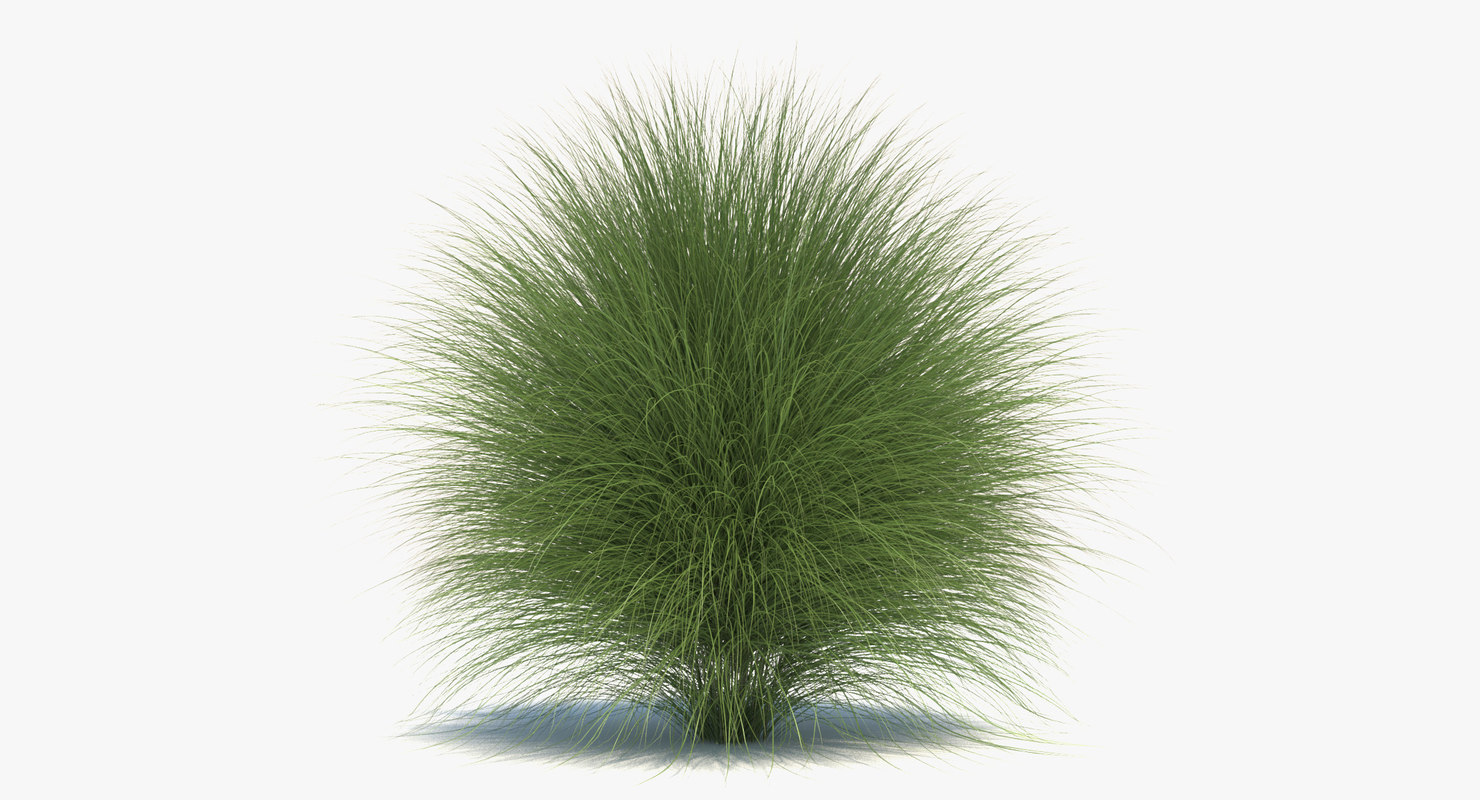 miscanthus sinensis morning light max