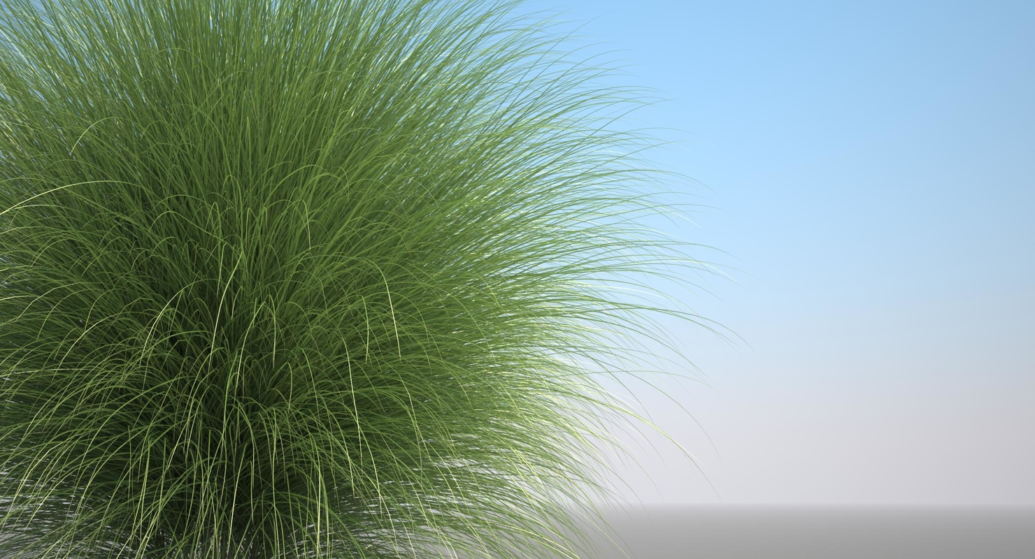 miscanthus sinensis morning light max