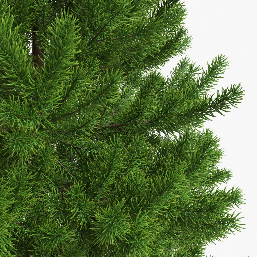 fir tree 3d max