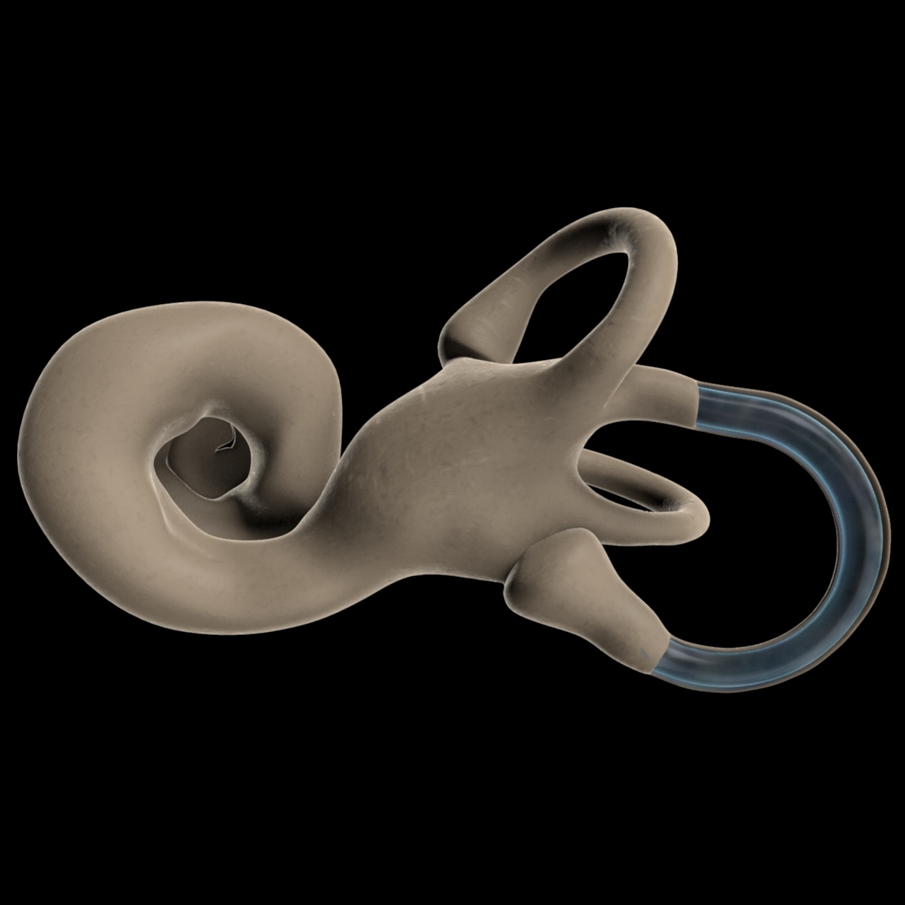 c4d inner ear labyrinth