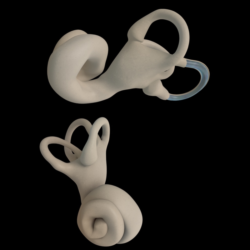 modèle 3D de labyrinthe de l'oreille interne - TurboSquid 1099482