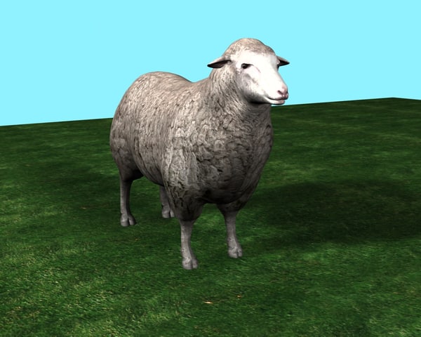 Sheep 3D Models for Download | TurboSquid