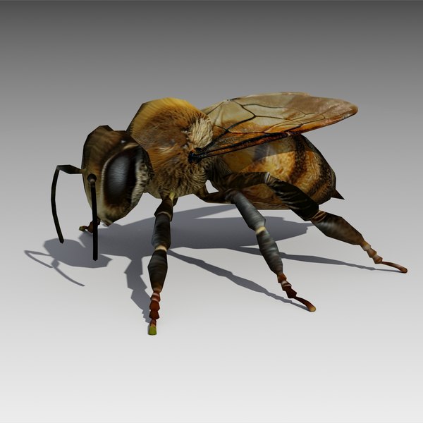 Bee 3D Models for Download | TurboSquid