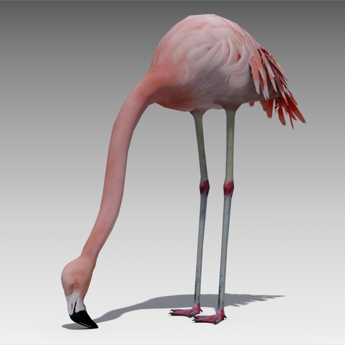 3d model flamingo animations