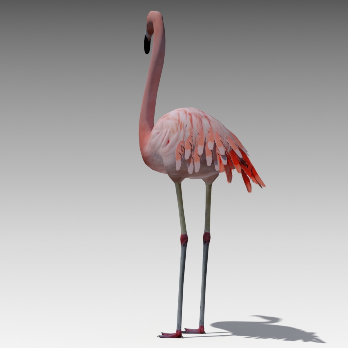 3d model flamingo animations