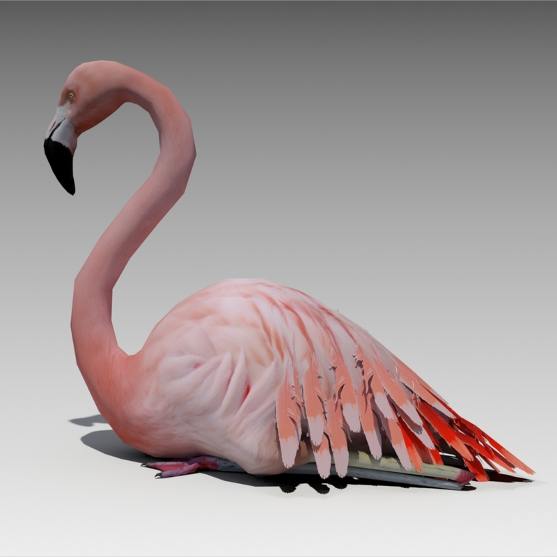 3d model flamingo animations