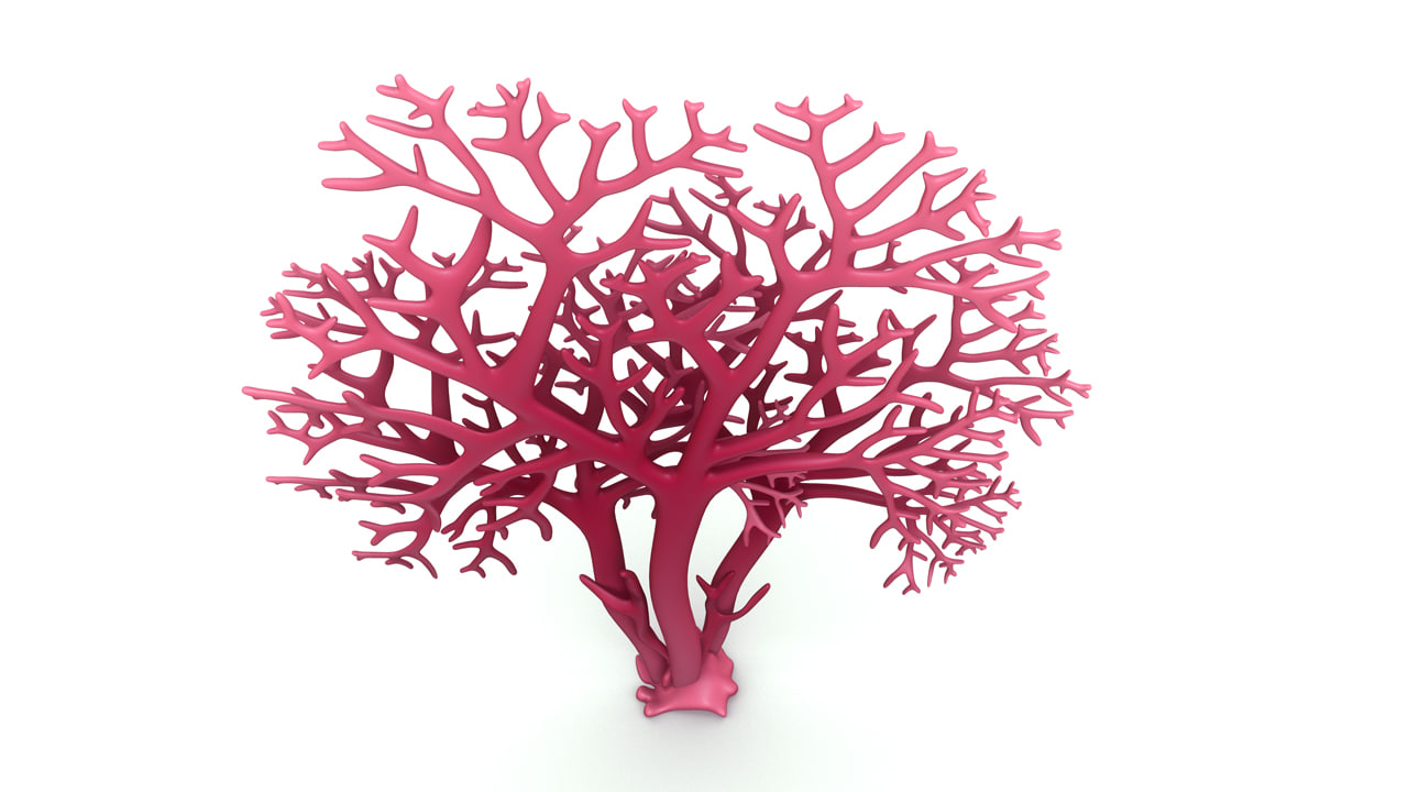 3d red algae agarophyte model
