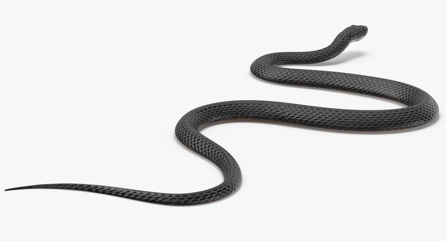 3d model black snake poses