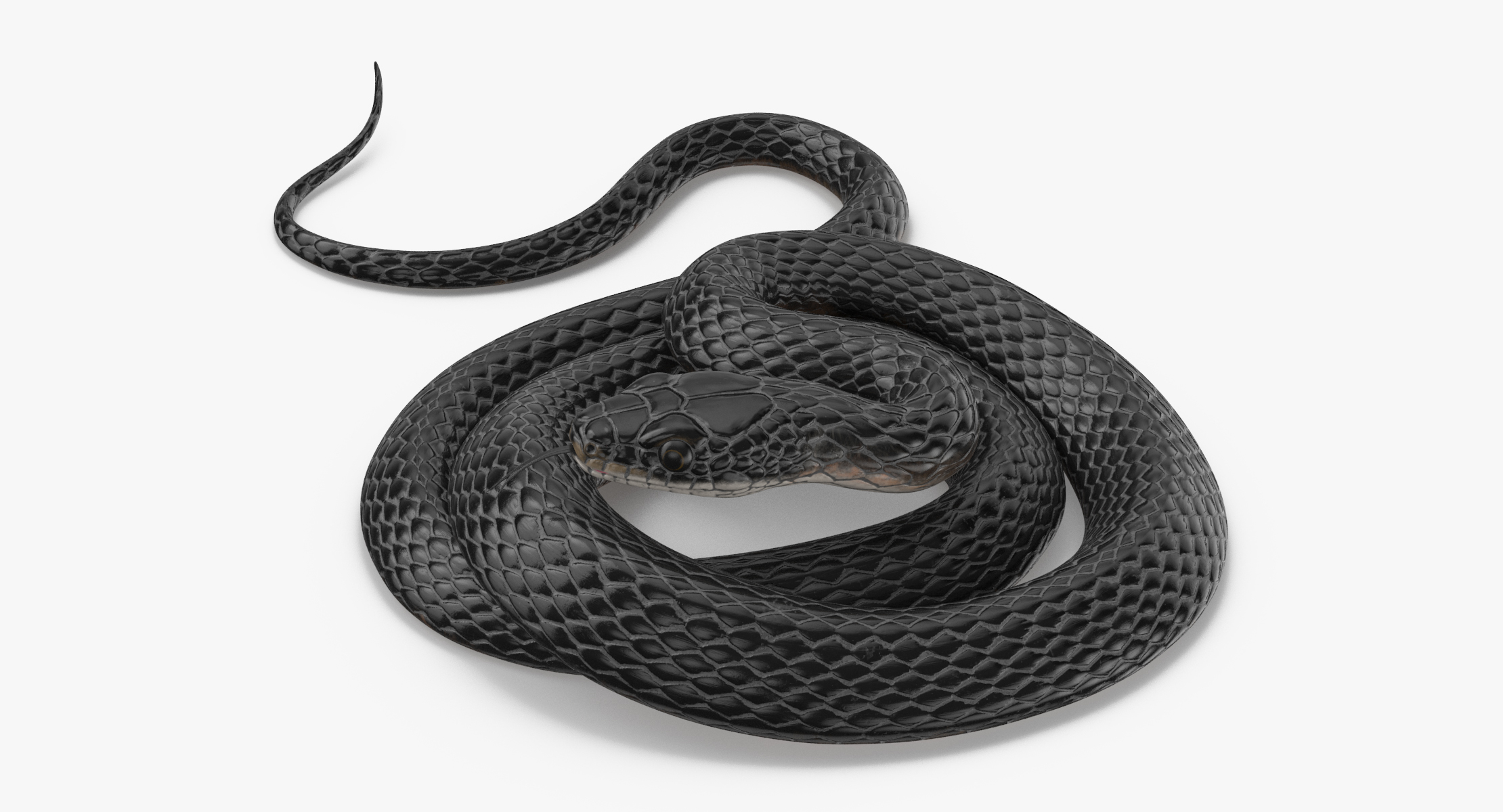 3d model black snake poses