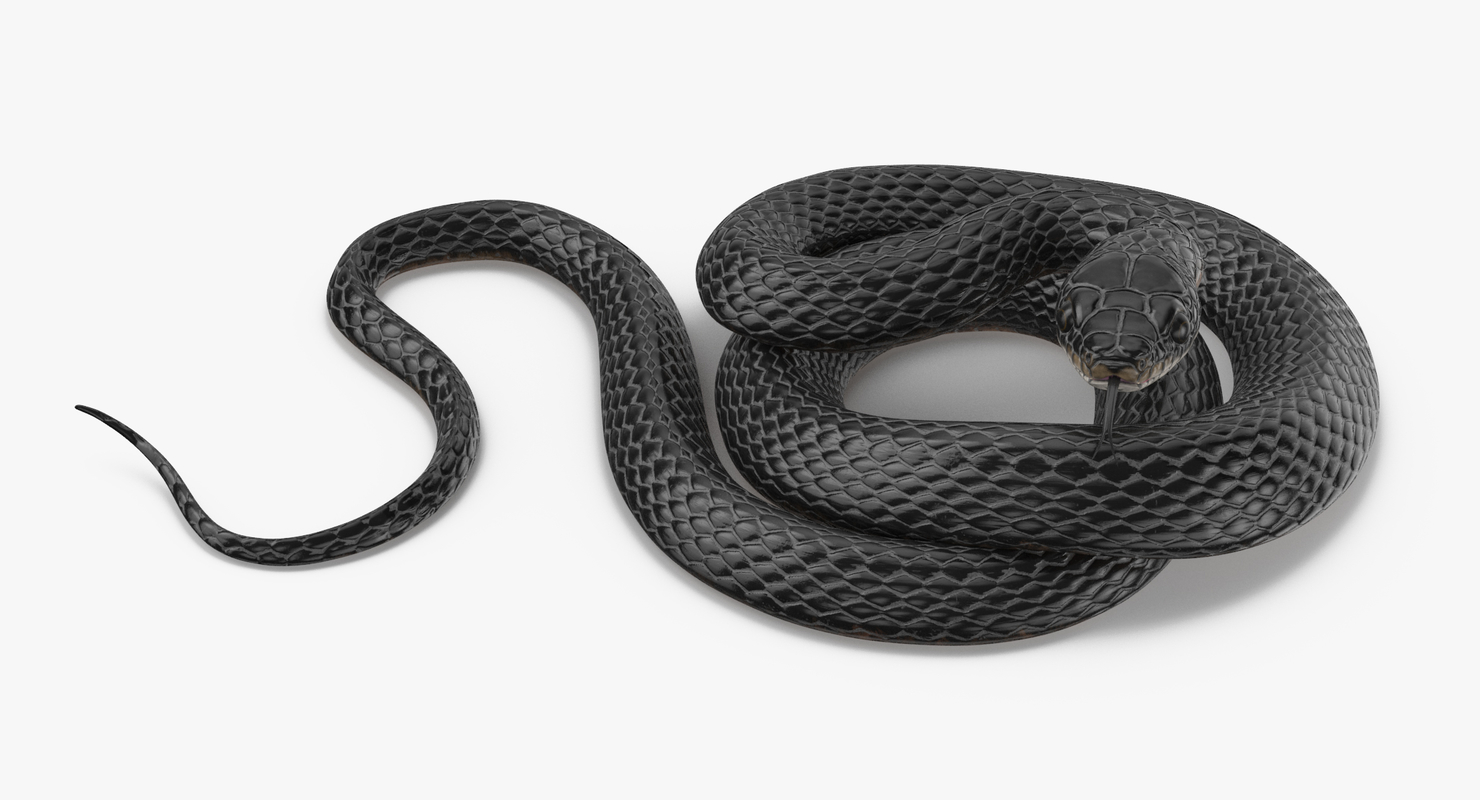 3d model black snake poses