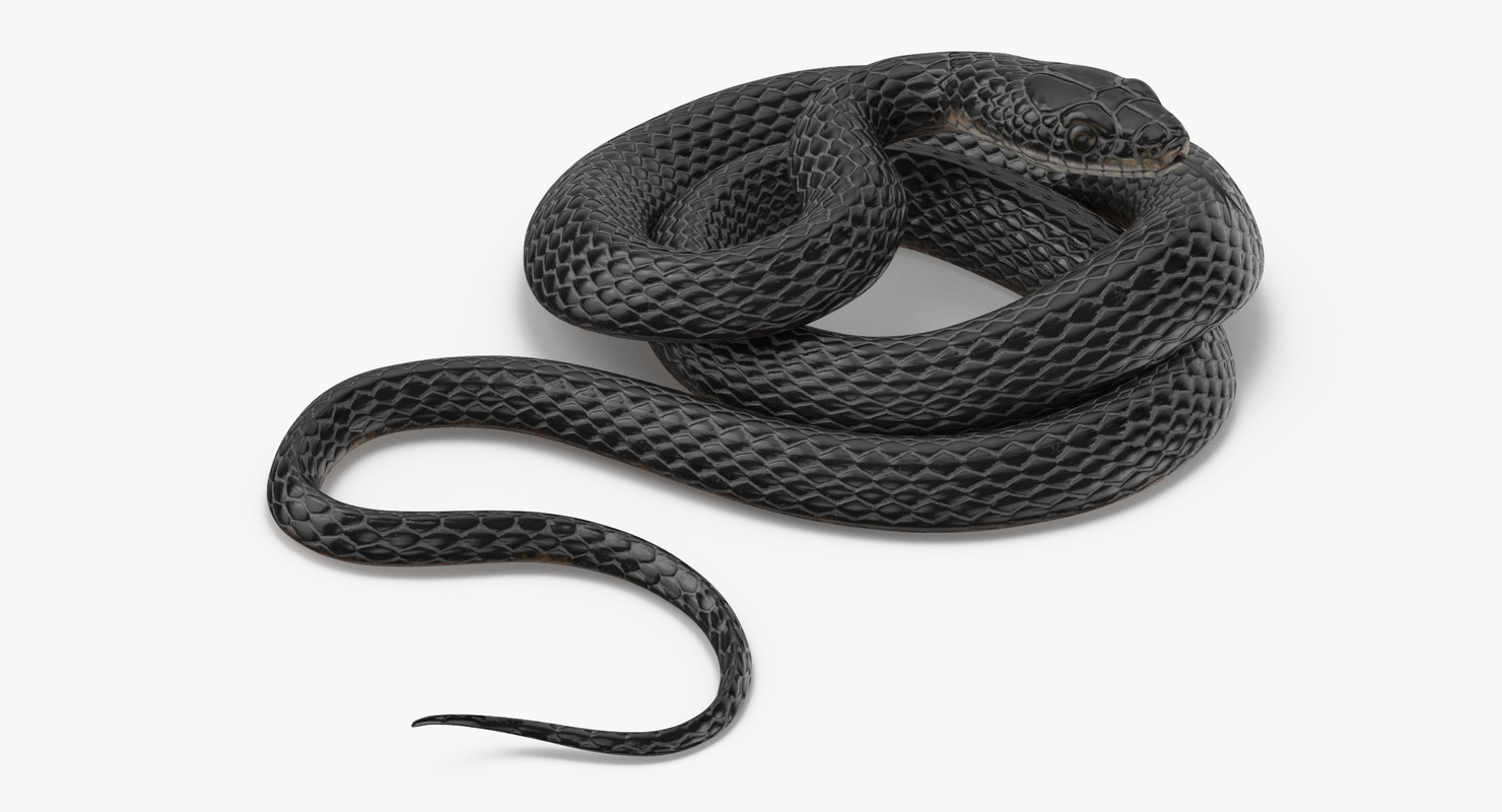 3d model black snake poses