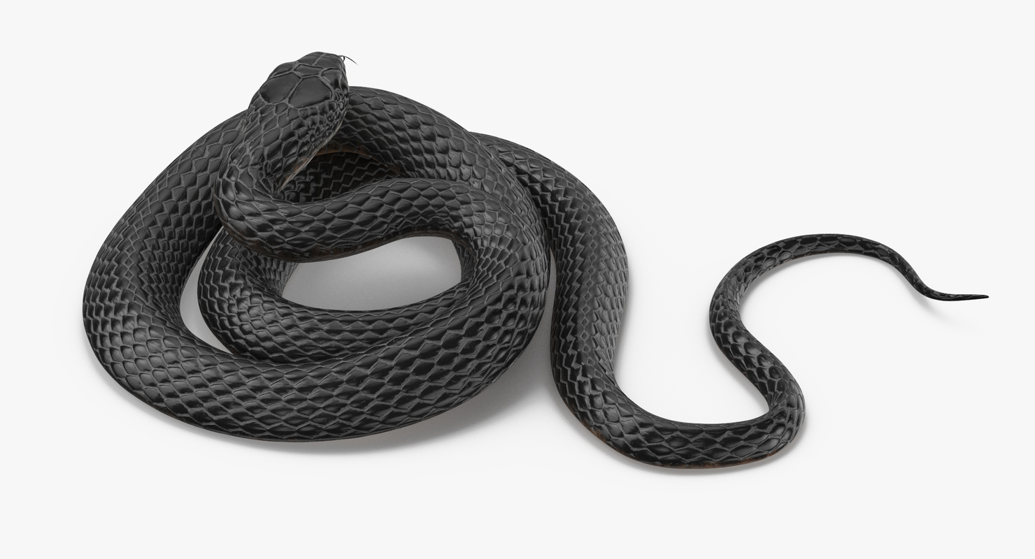 3d model black snake poses