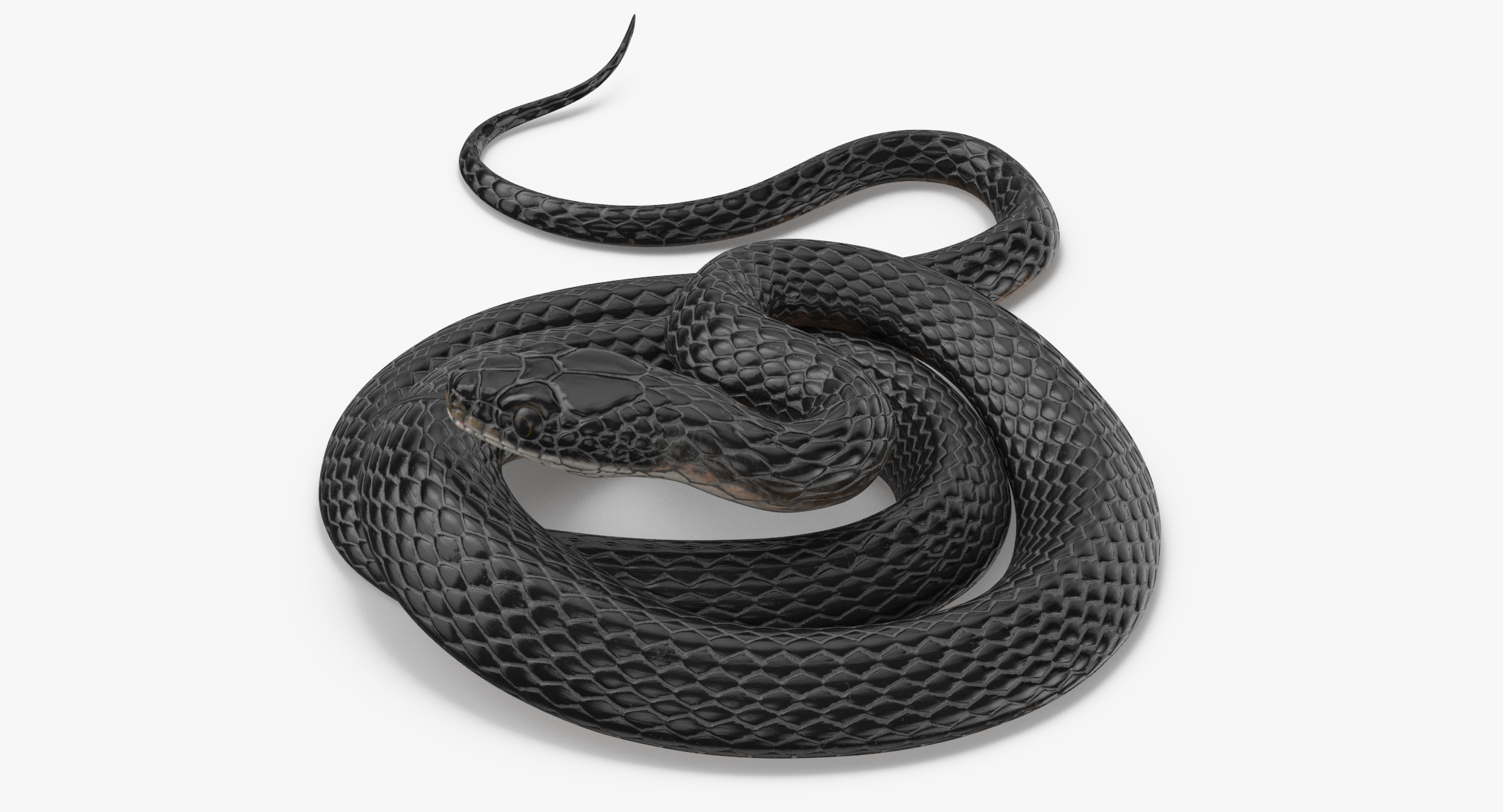 3d model black snake poses