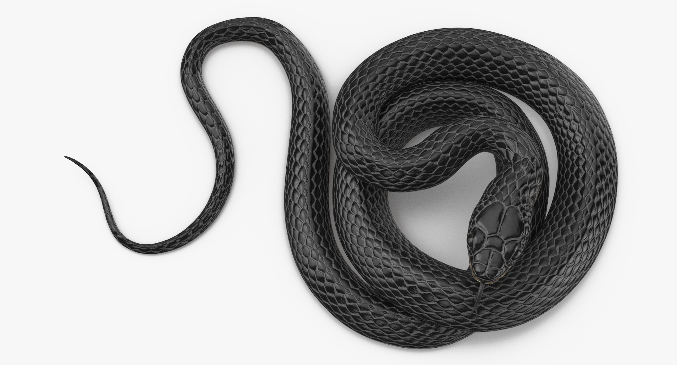 3d model black snake poses