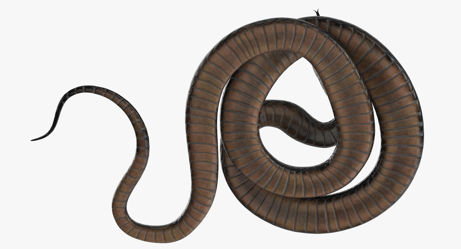 3d model black snake poses
