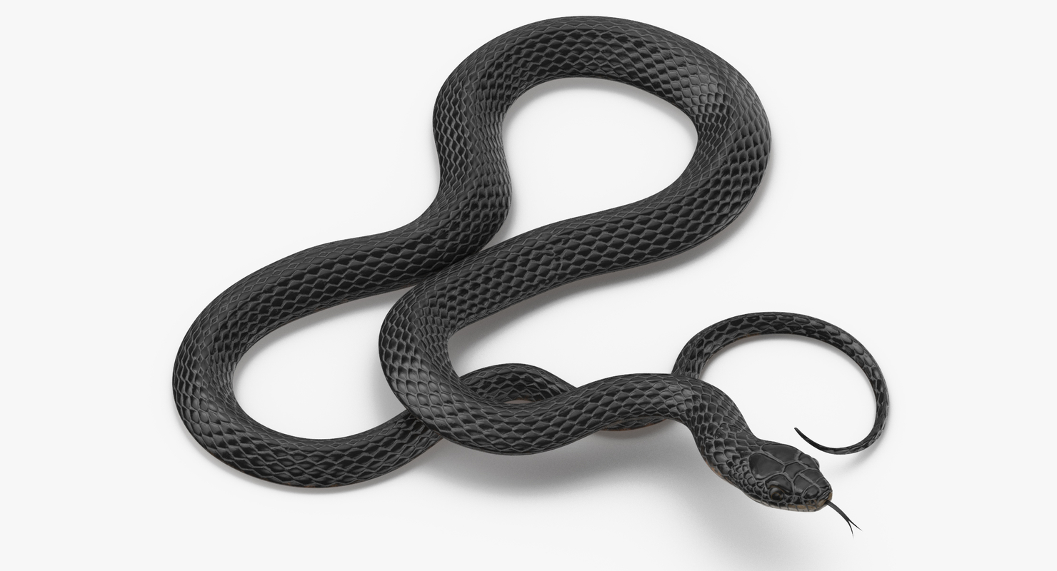 3d model black snake poses