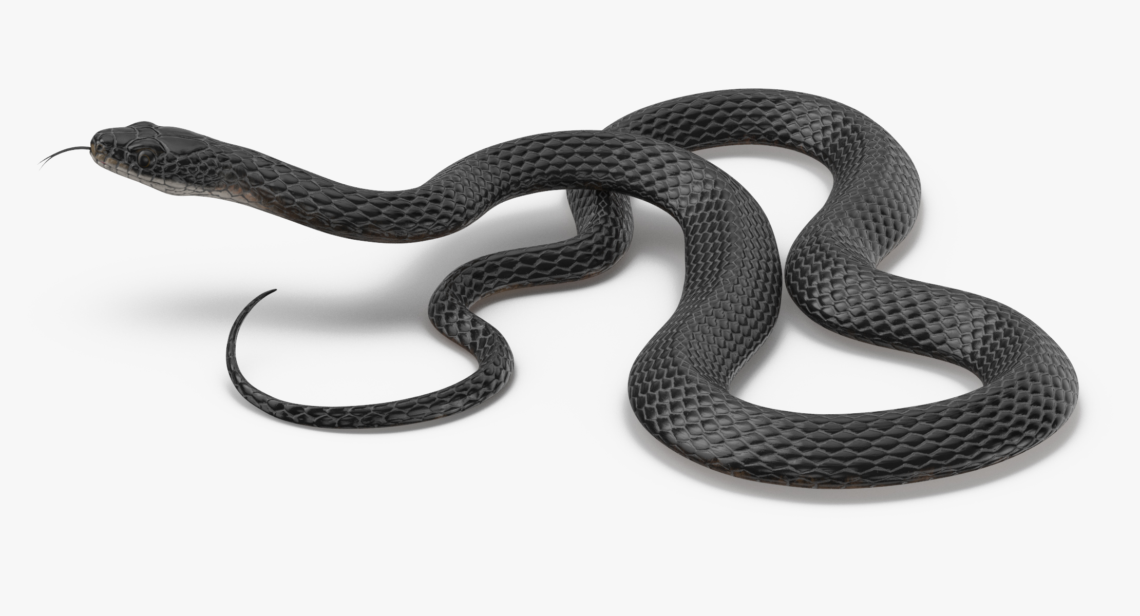 3d model black snake poses