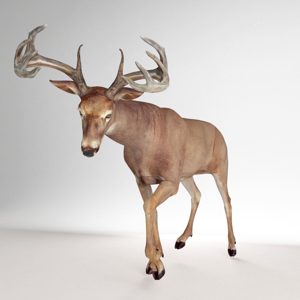 deer rigged 3d model