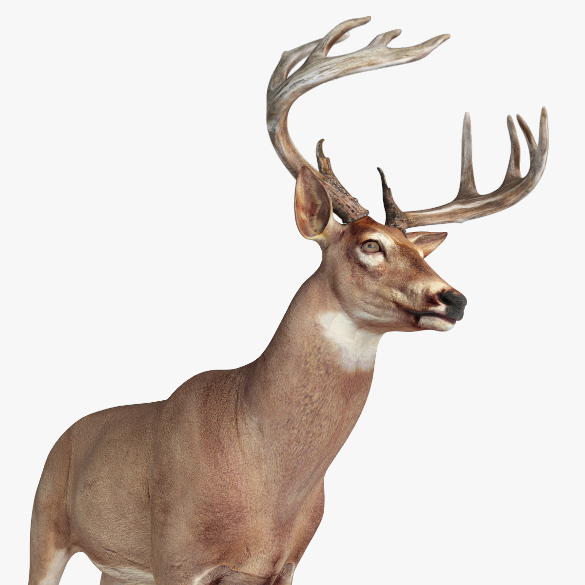deer rigged 3d model