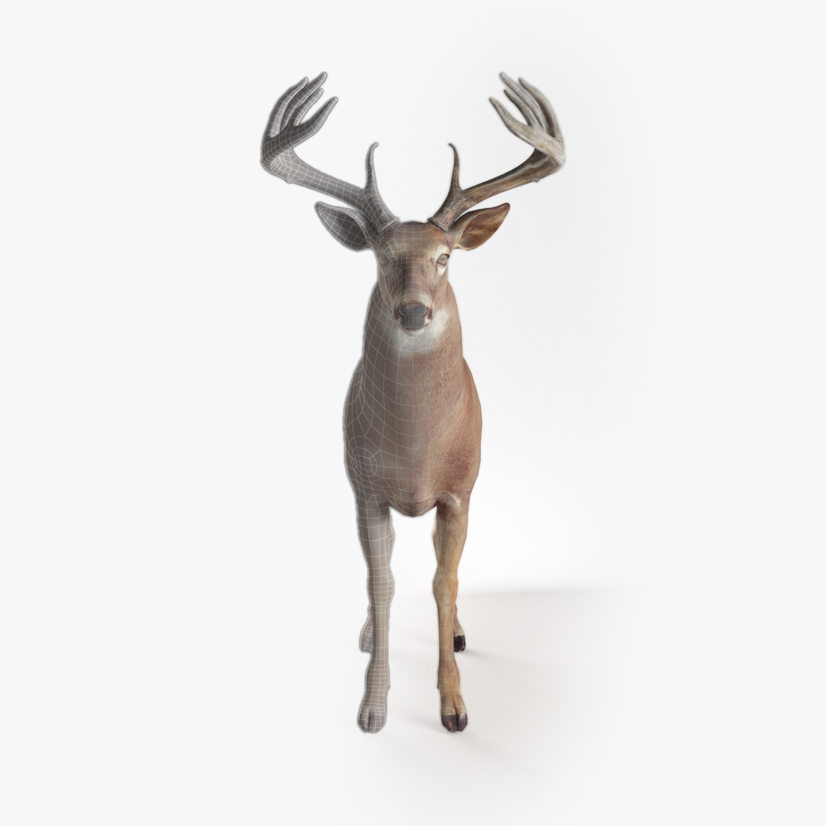 deer rigged 3d model