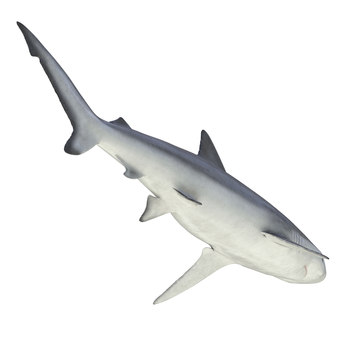 3d model smalltail shark rigged
