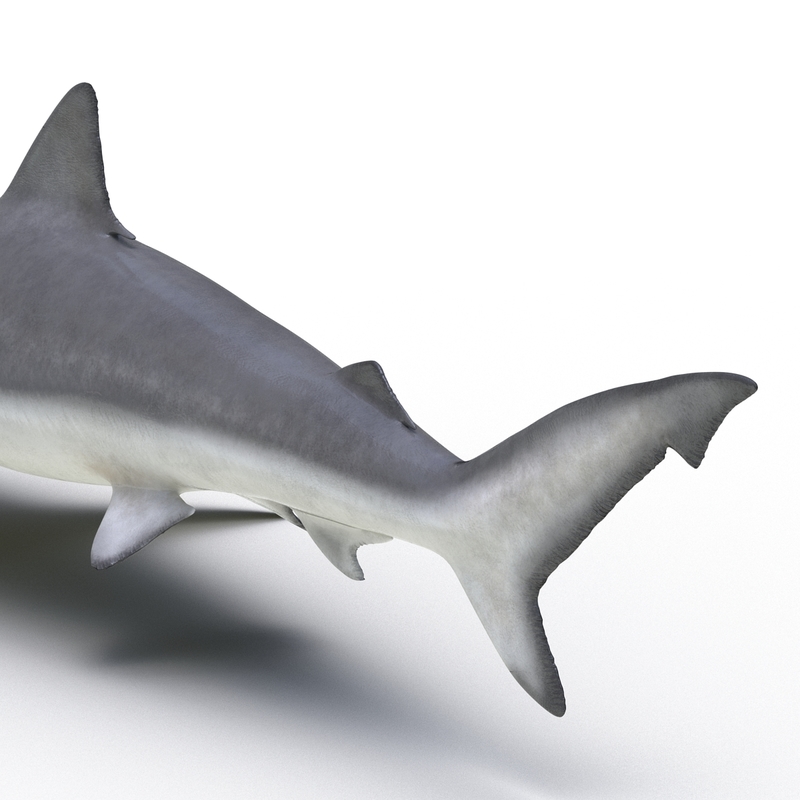 3d model smalltail shark rigged