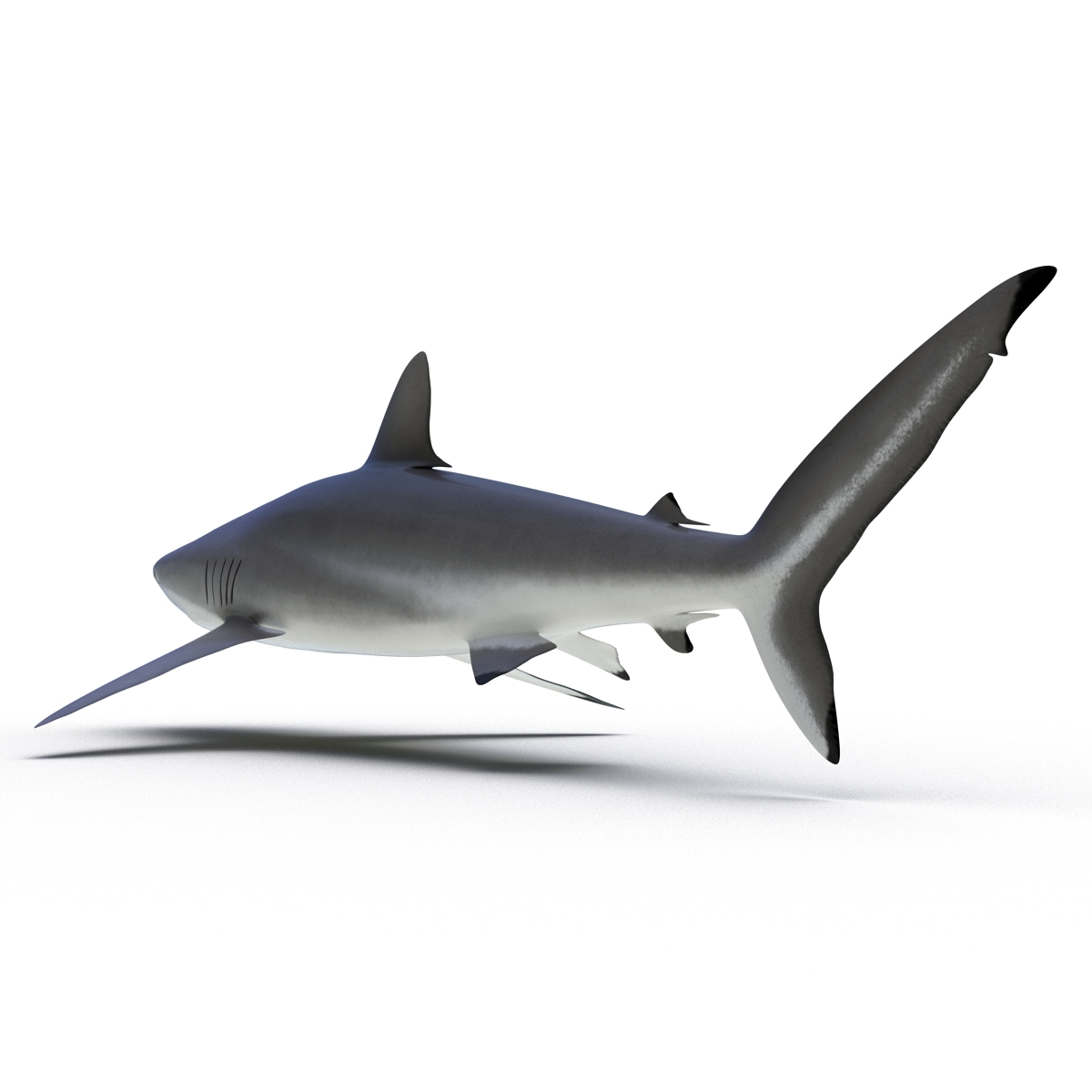 3d c4d silky shark rigged