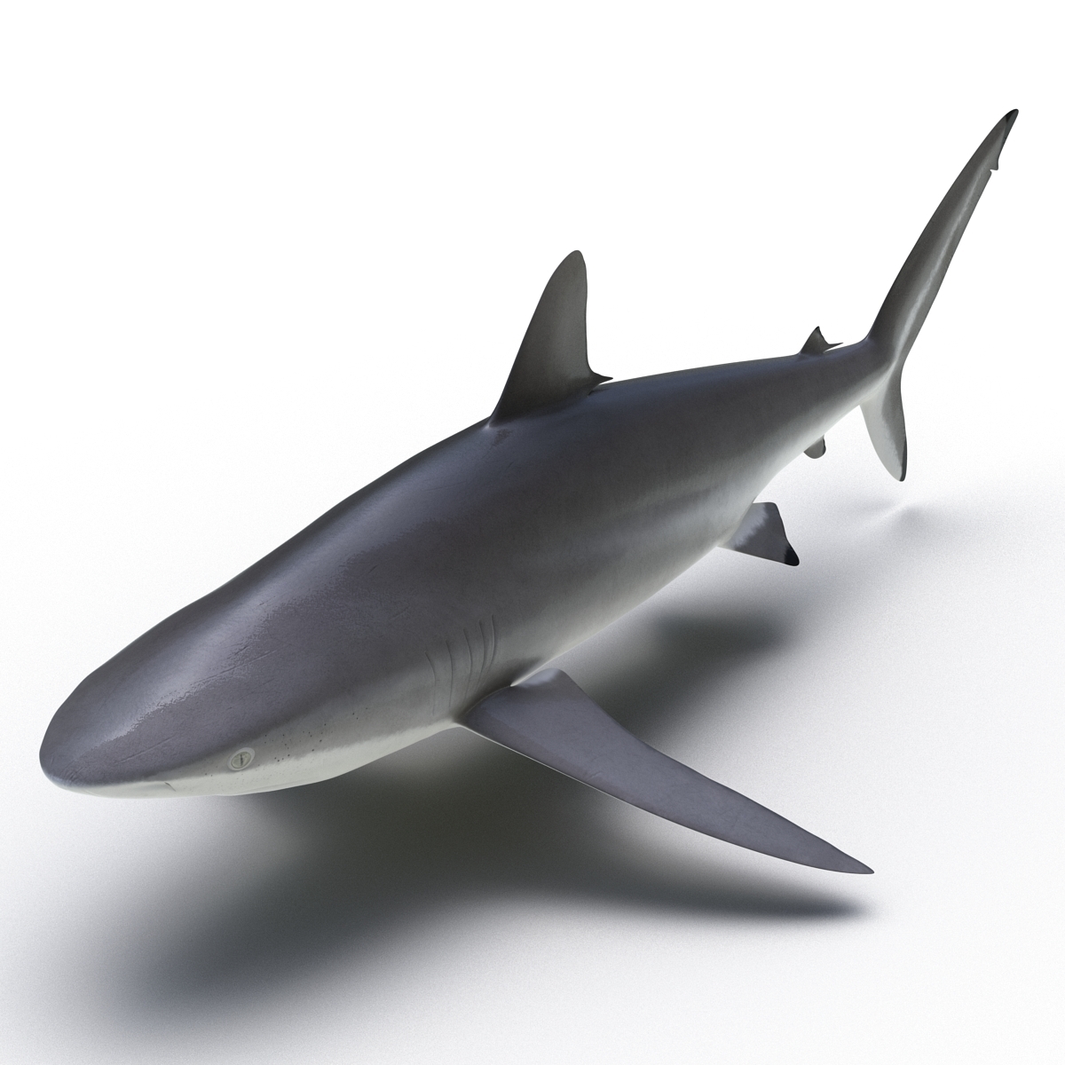 3d c4d silky shark rigged