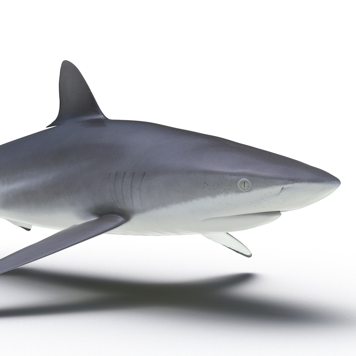 3d c4d silky shark rigged