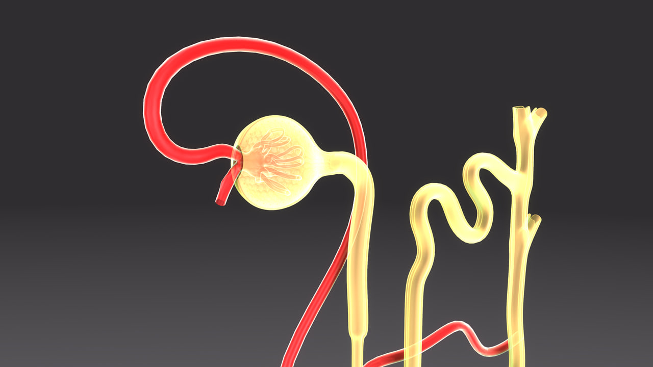 nephrons 3d obj
