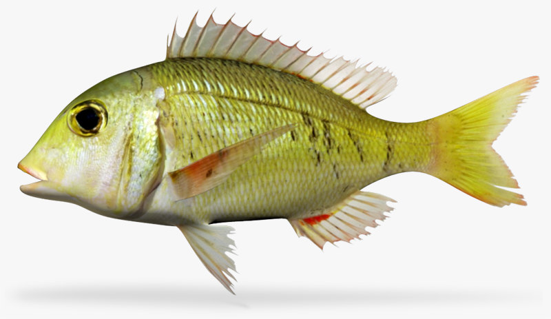 3d model lethrinus atkinsoni