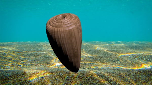 olive seashell 3d model