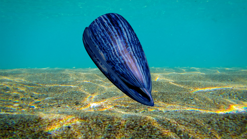 olive seashell 3d model