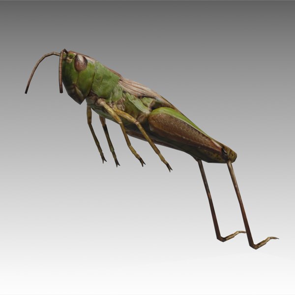 max grasshopper animations