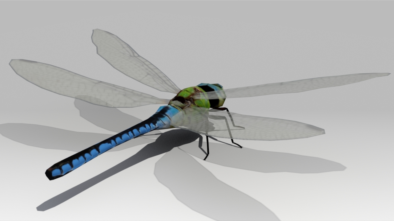 3d dragonfly animations model