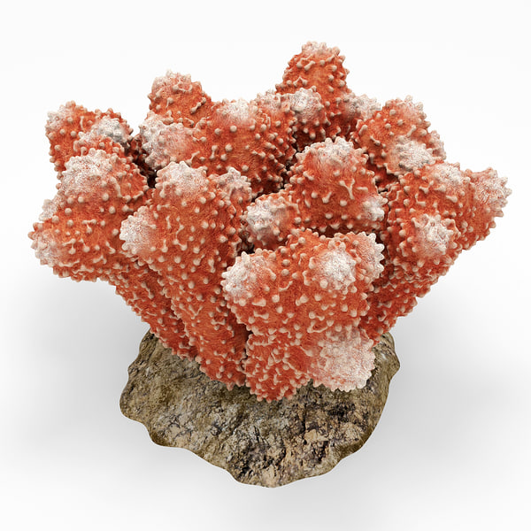 coral polyps max