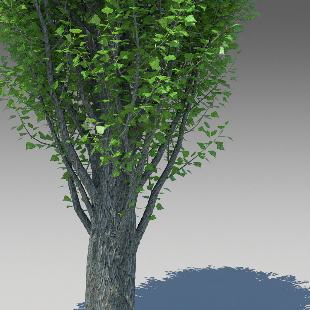3d model populus nigra poplar tree