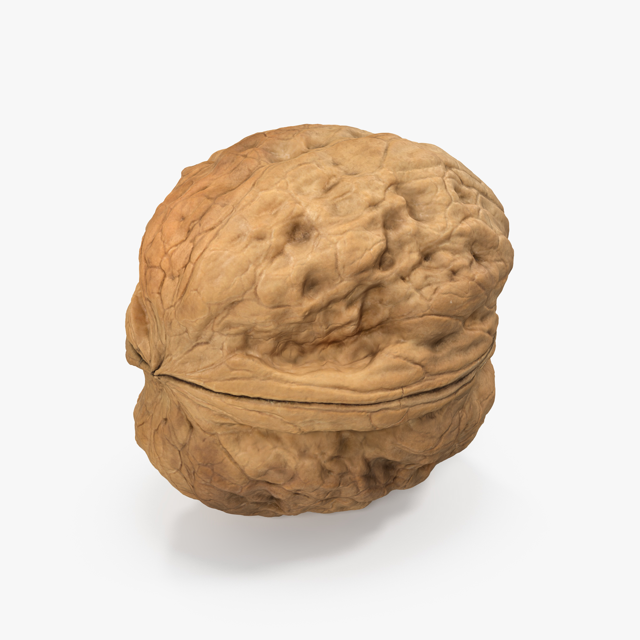 3d walnut nut model