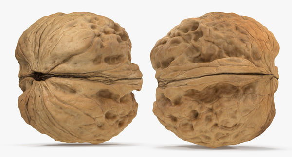 3d walnut nut model