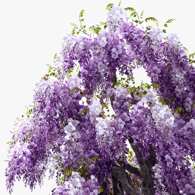 wisteria flowering 3d max