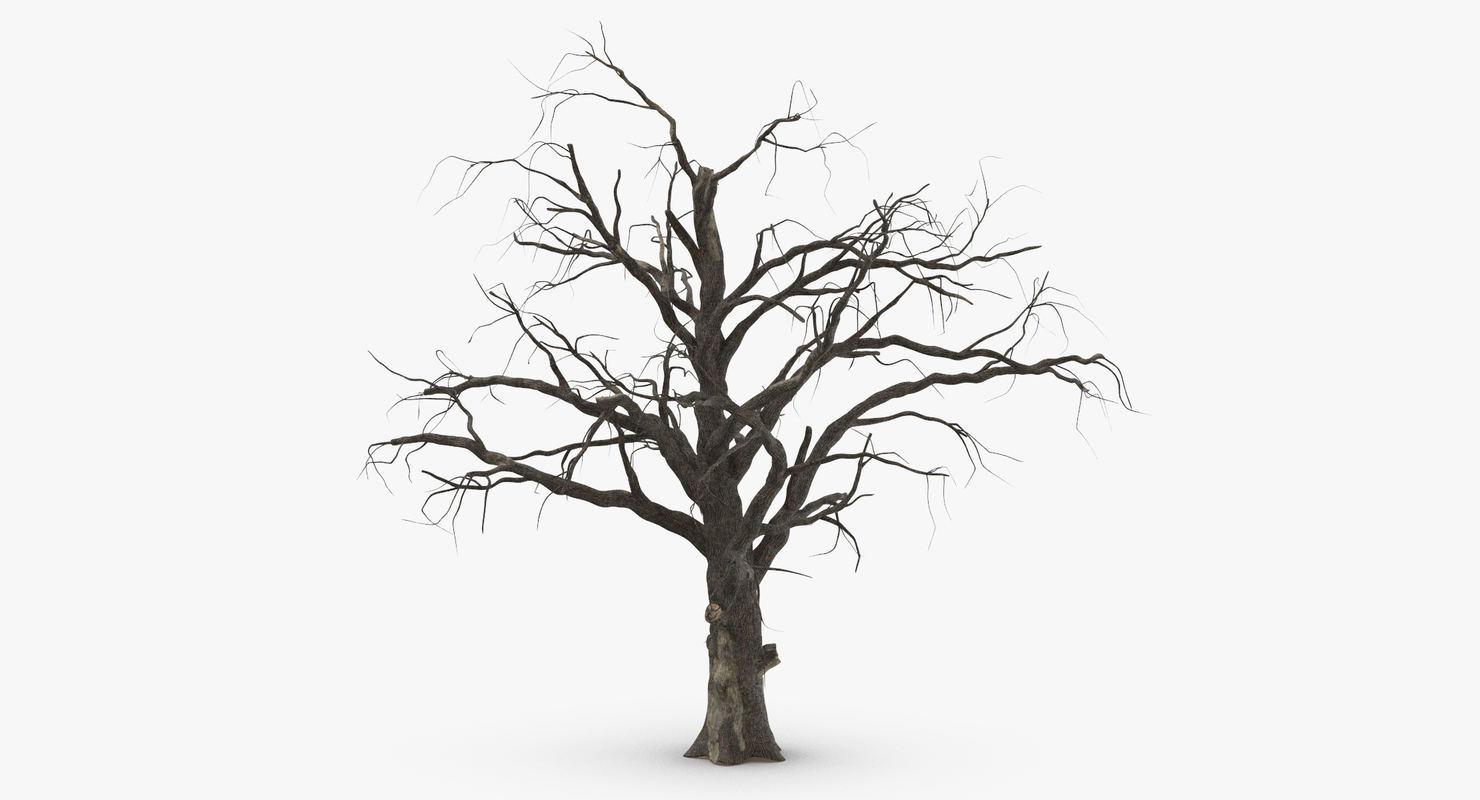 3d model old dead tree 01