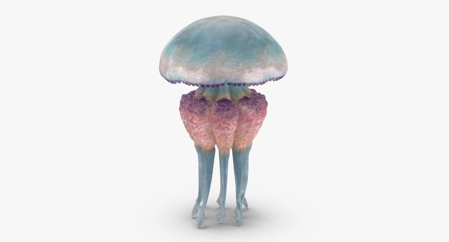 jellyfish 03 3d max