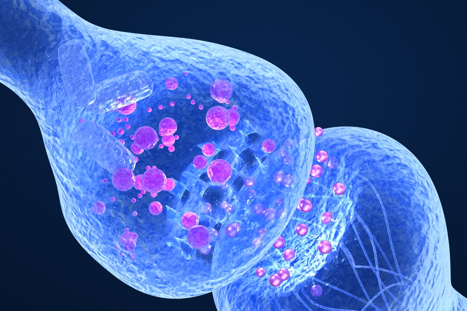 3d max active receptor human brain