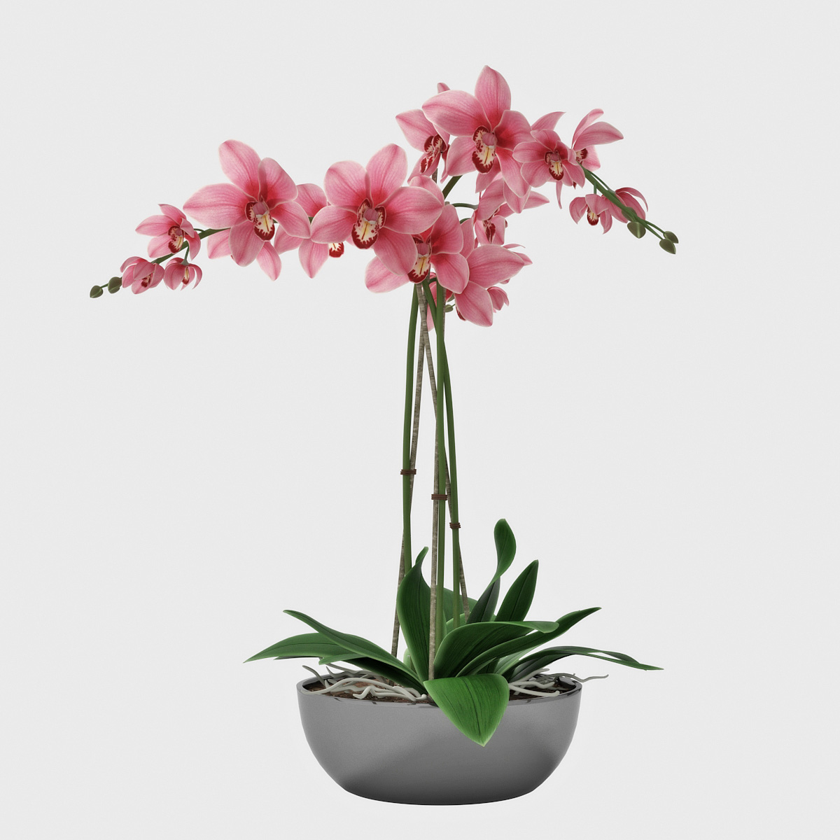 orchid 3d model