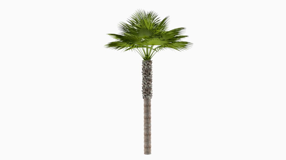 Palm Tree Blender Models for Download | TurboSquid