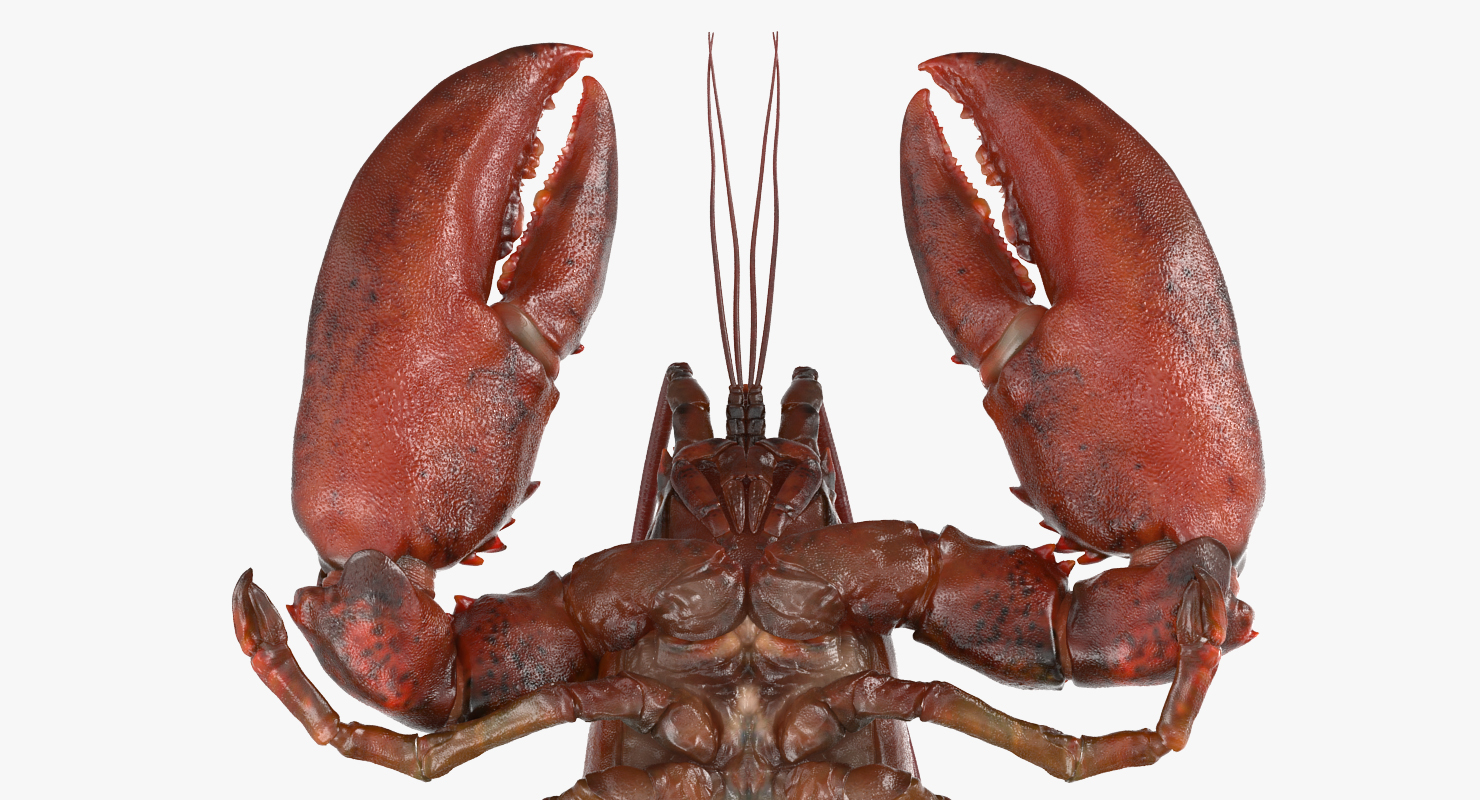 3d lobster rigged model