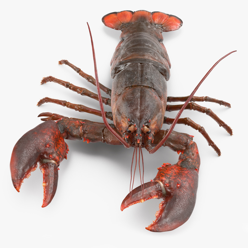 3d model lobster rigged