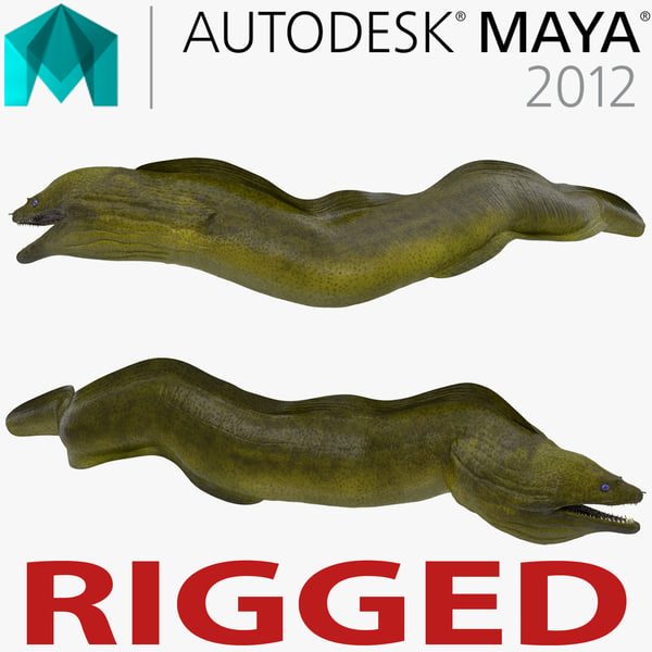 Eel 3D Models for Download | TurboSquid