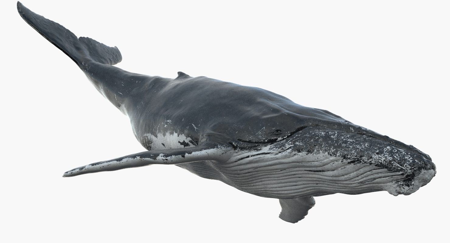 humpback whale rig obj